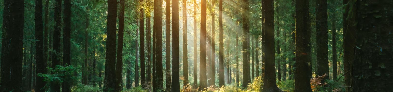 Timber Owners Association